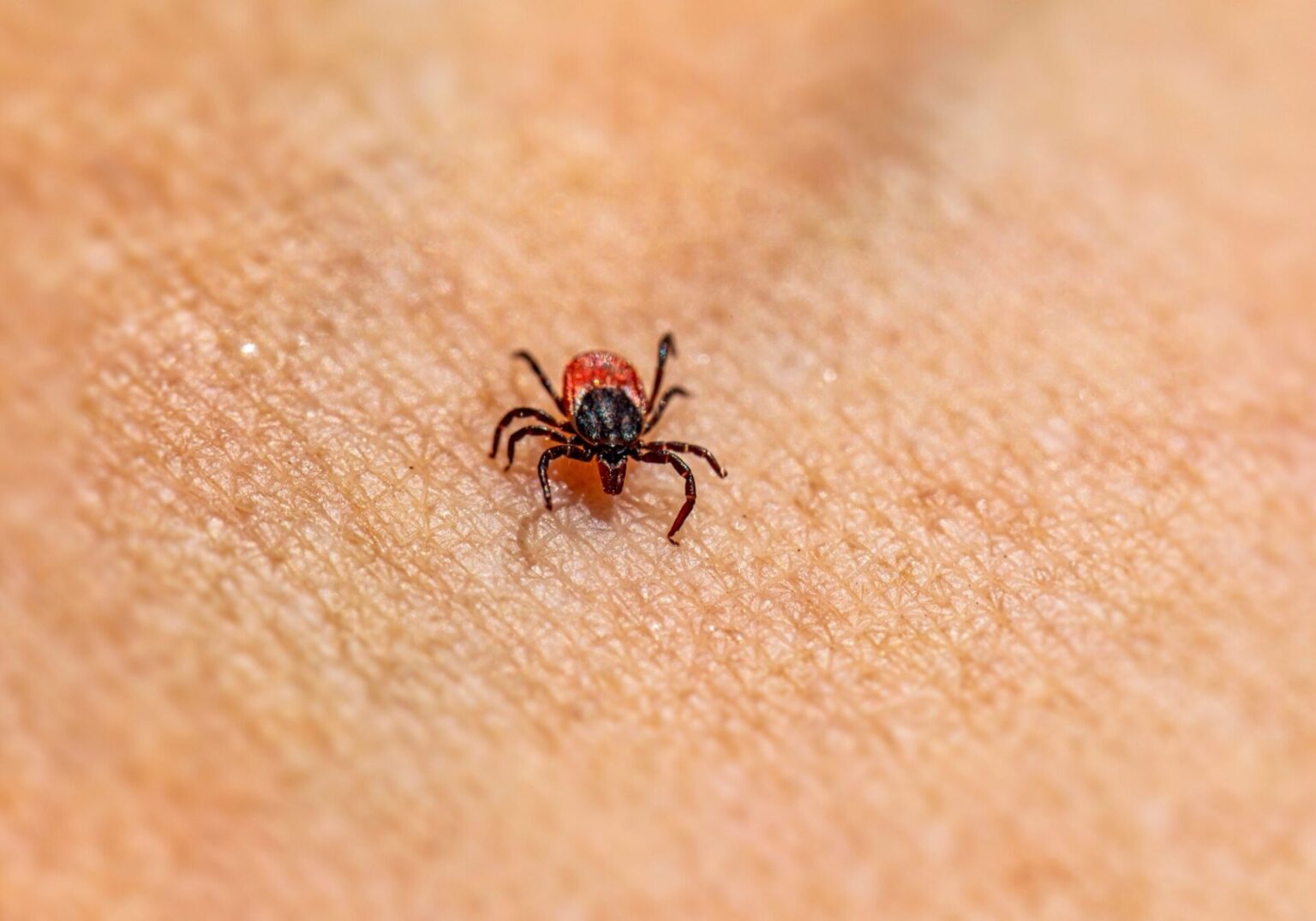 Tick Bite Prevention | Online Prophylaxis Care