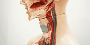 Strep Throat Contagious Transmission Spread Risks